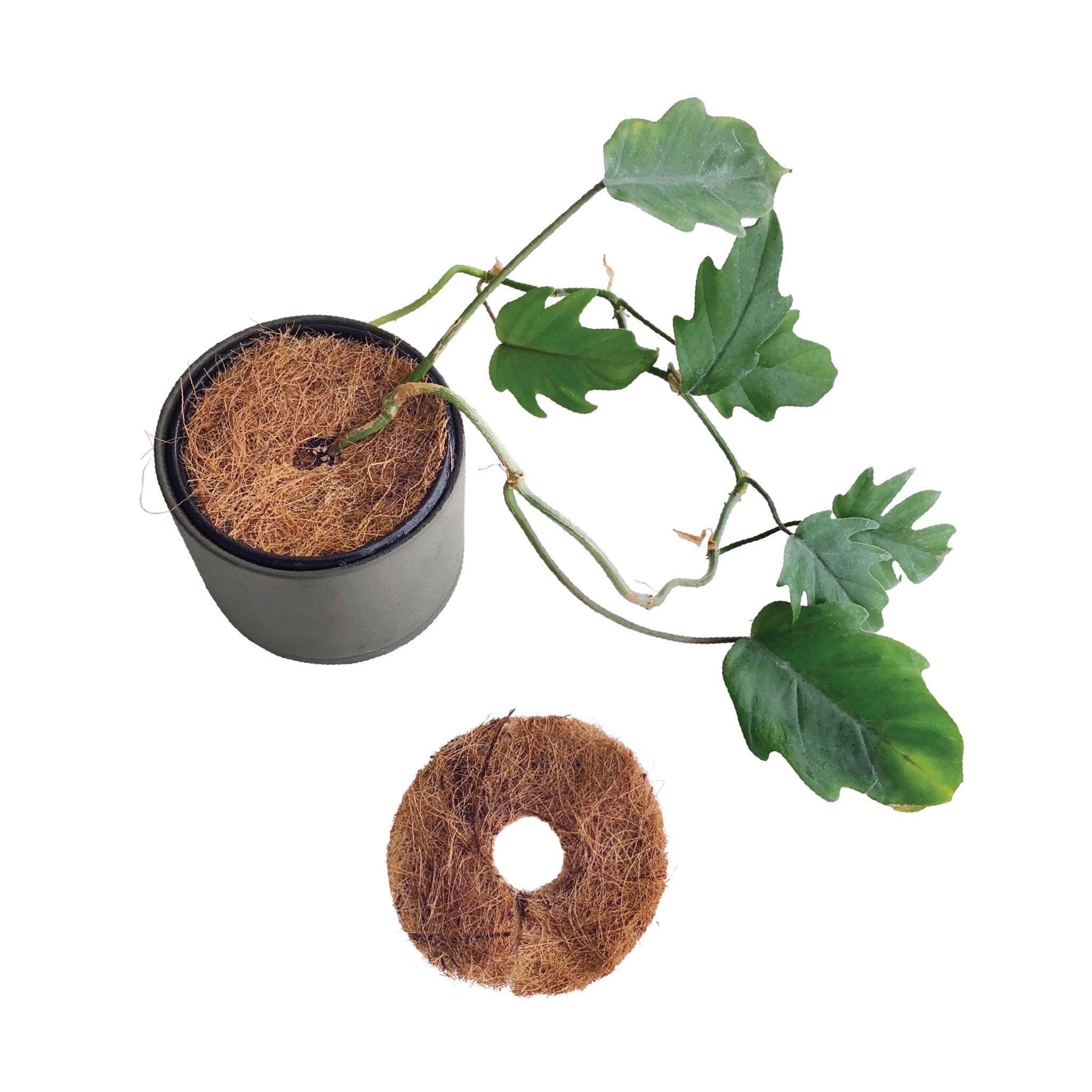 MAKE COCONUT COIR POT COVERS – RT1home