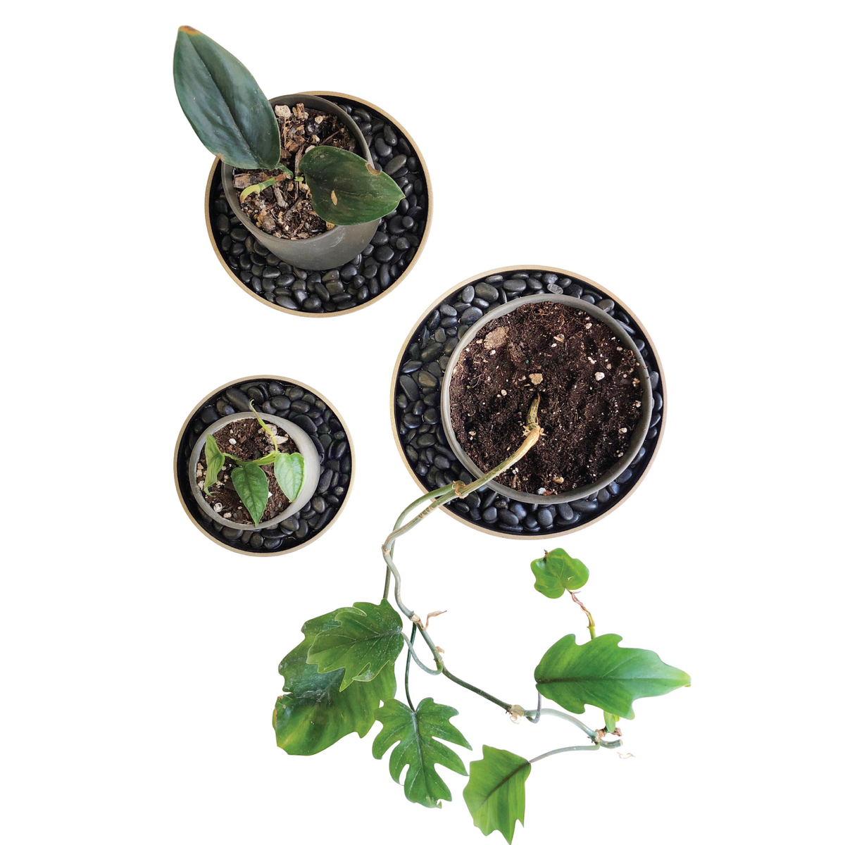 HUMIDITY TRAY SET – RT1home